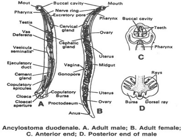 Hookworm Infection