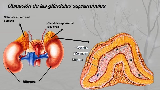 Hormonas Suprarrenales