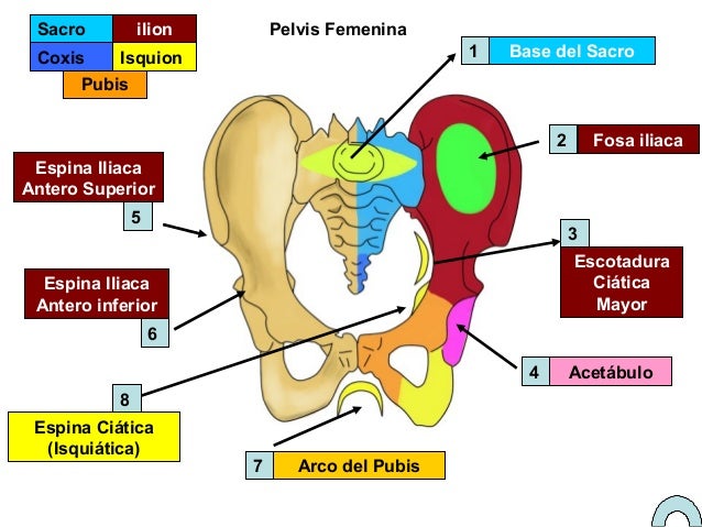 Hueso coxal algunos esquemas