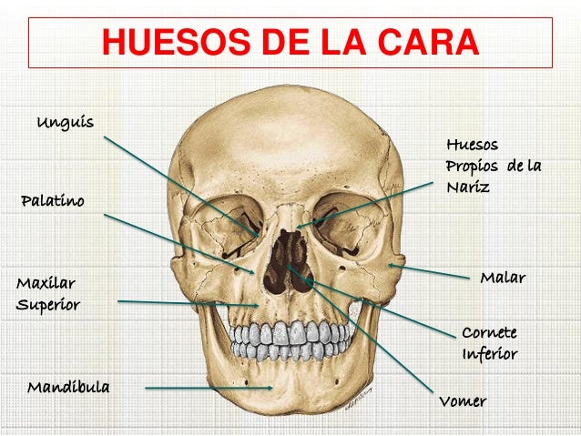 Huesos de la cara Huesos de la cara