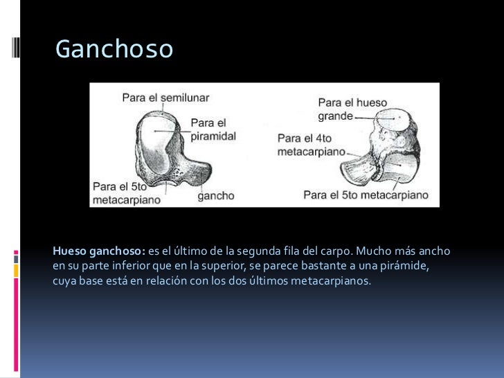 Huesos del carpo descripcion