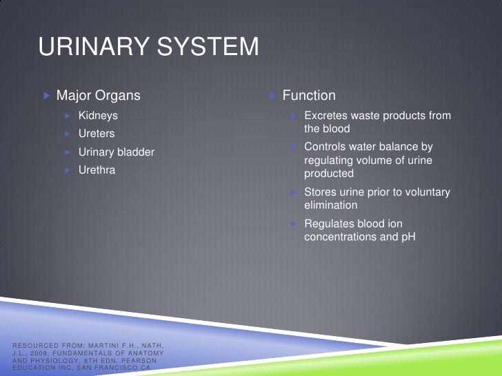Urinary System Organs And Their Functions