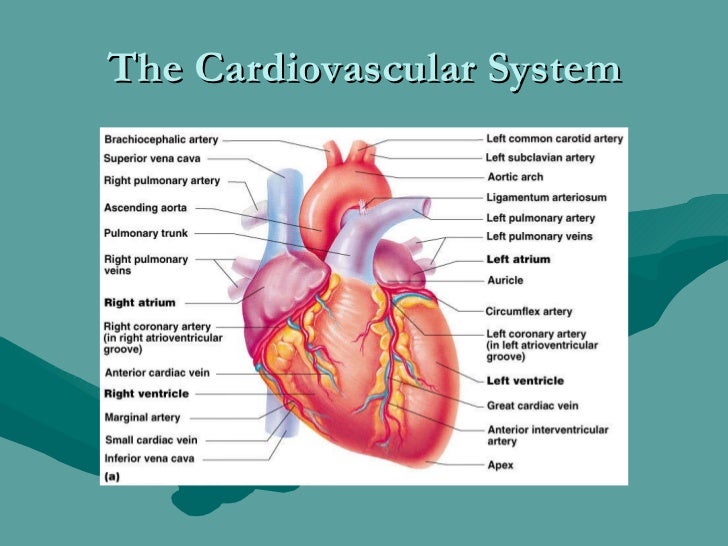 Human anatomy and physiology the cardiovascular system 1