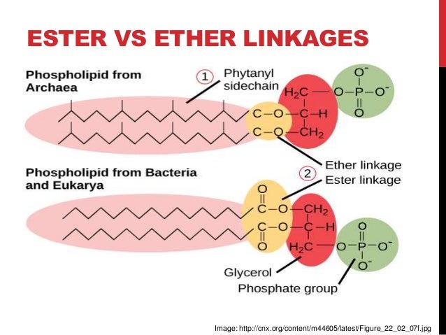 CAS Biology Option F: Classifying Microbes