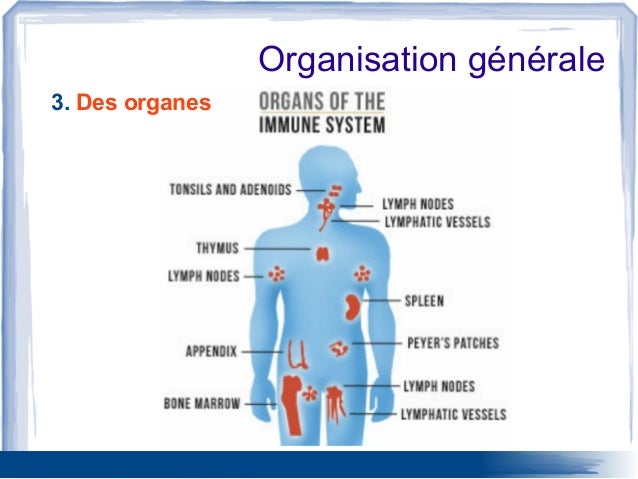 Système Immunitaire