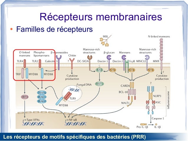 Système Immunitaire