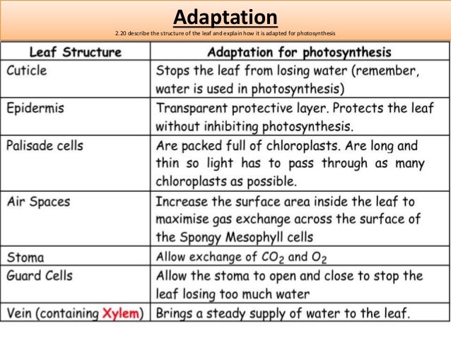 Igcse biology edexcel 2.17 2.32