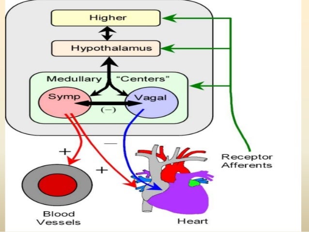 Regulation of Coronary Blood Flow Regulation of Coronary Blood Flow
