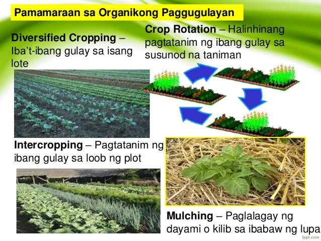 Improving the Production of Organically Grown Vegetables