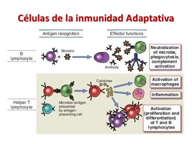 Inmunidad innata y adaptativa