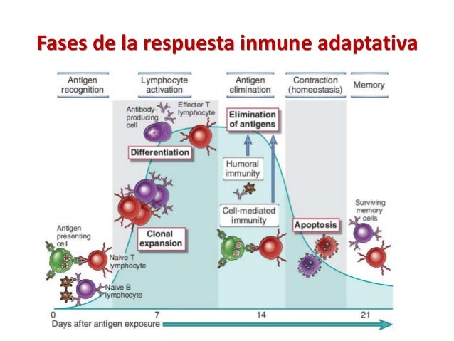 Inmunidad innata y adaptativa