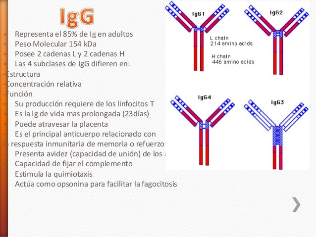 Inmunoglobulinas