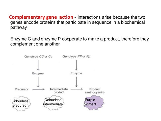 Interaction of genes for slide share
