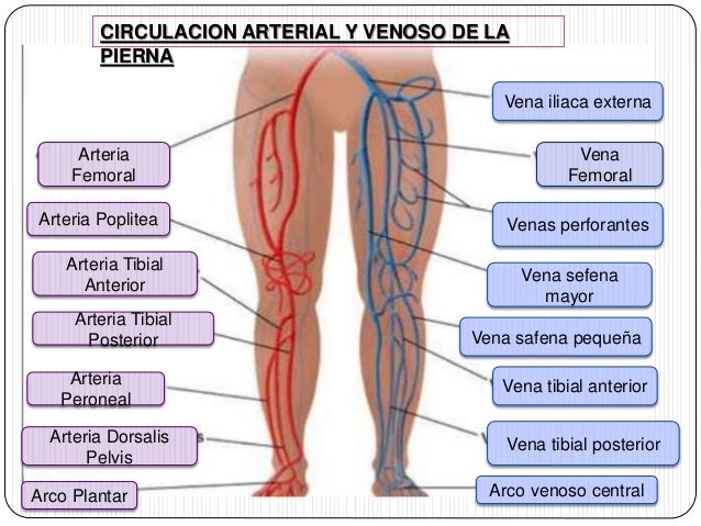 Anatomia De Las Arterias