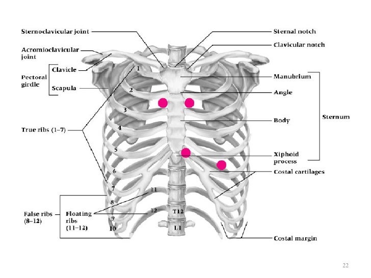 Xiphoid Process Vertebral Level Cross Section Of The Trunk Through The