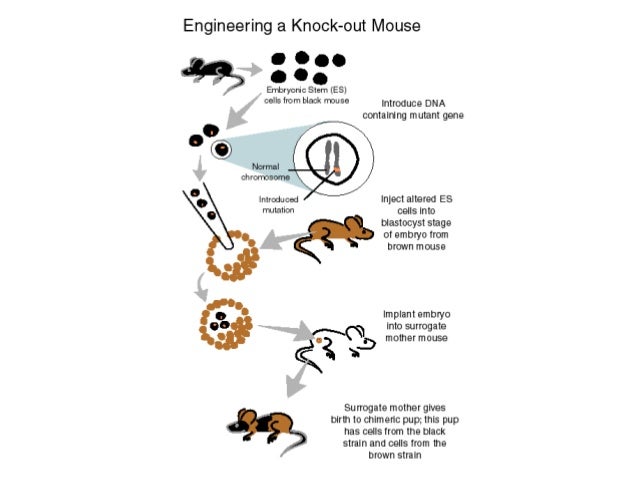 Knockout mice