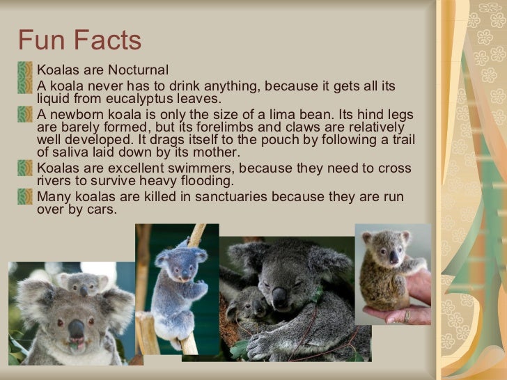 Koala Fun Facts Interesting Facts About Koalas | Just Fun Facts