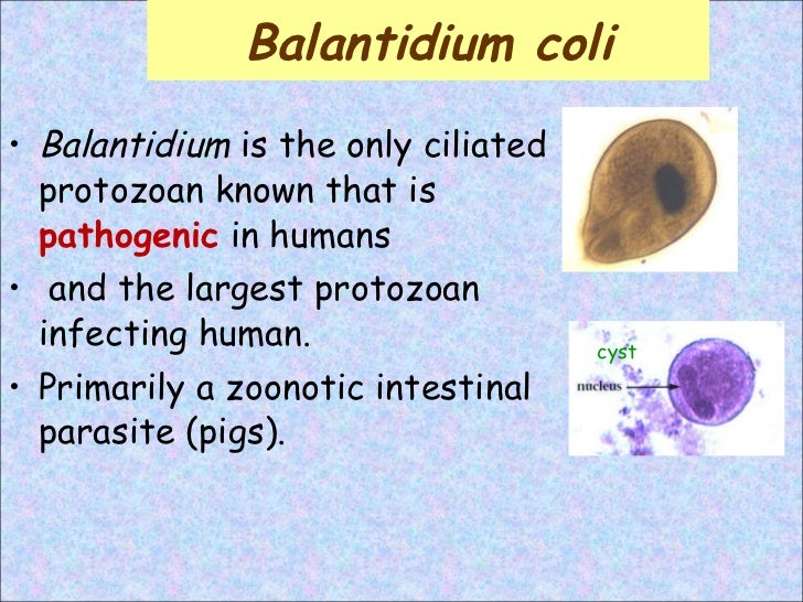 Lab 13 Balantidiasis