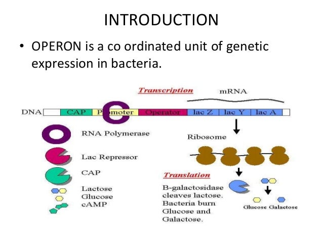 lac operon and trp operon ppt