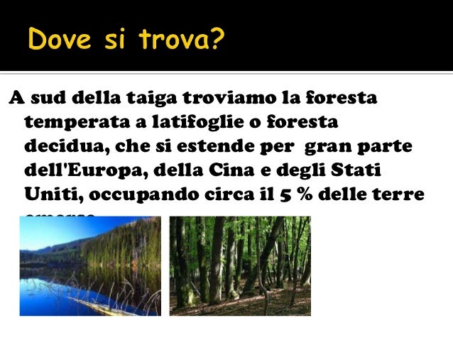 La foresta temperata