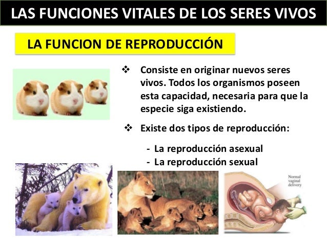Las funciones vitales de los seres vivos