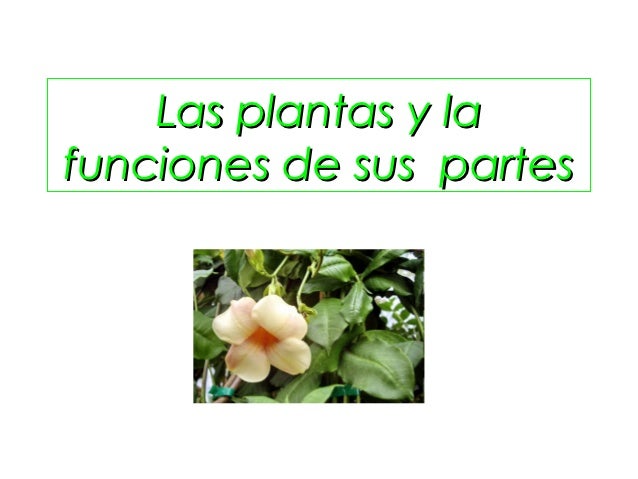 La planta y sus partes y funciones - Imagui