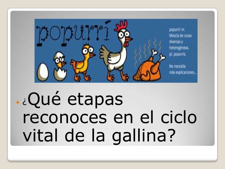 El ciclo de vida de la gallina - Imagui