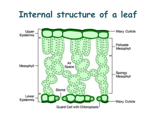 Leaf Structure Leaf Structure
