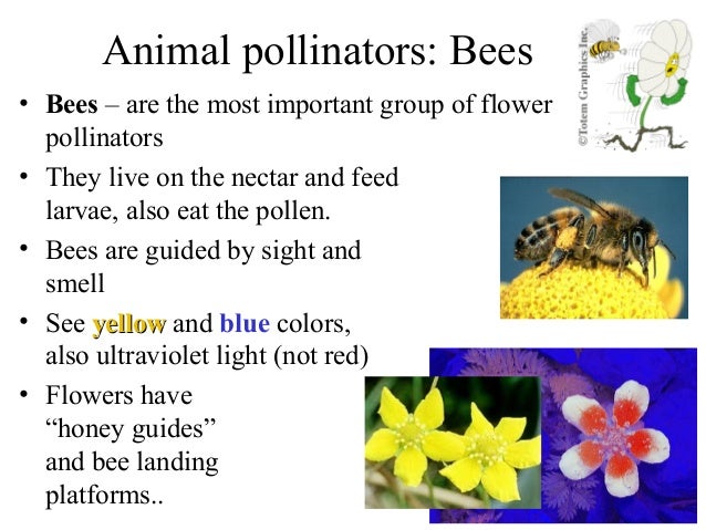 Pollination Reproduction In Plants