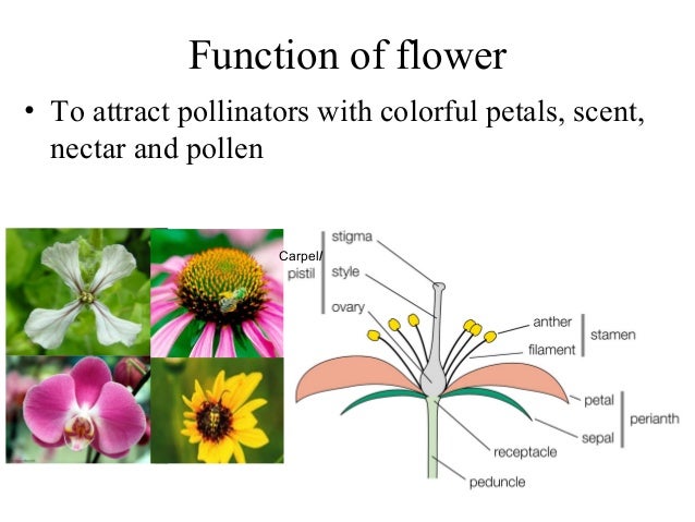 Pollination '' Reproduction in Plants"