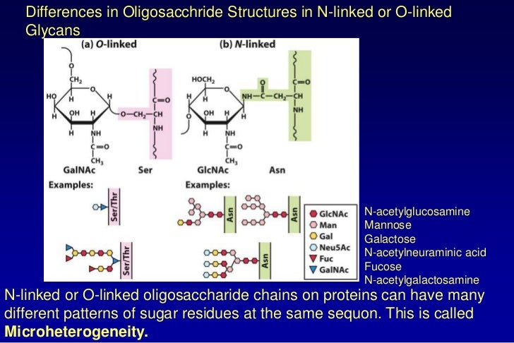 Lecture 7 glycosylation in cell culture