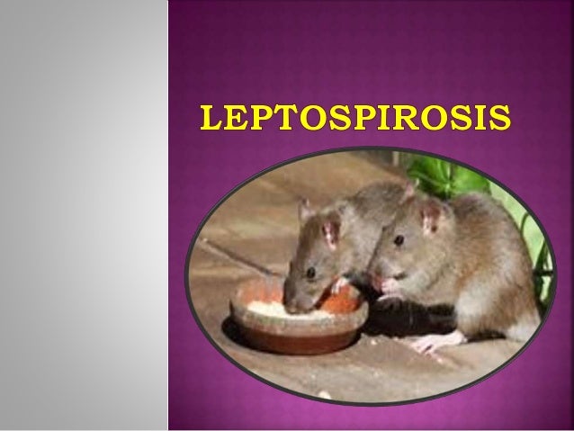 Leptospirosis powerpoint