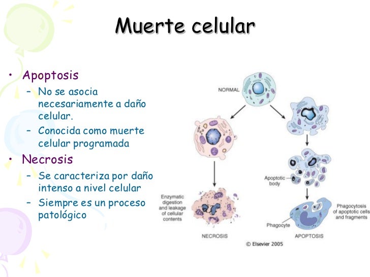 Lesion y muerte celular