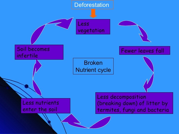 Lesson 3 Threats To Rainforest