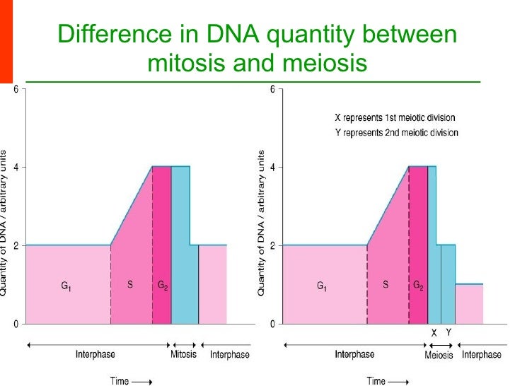 Lesson 6a The Stages Of Meiosis