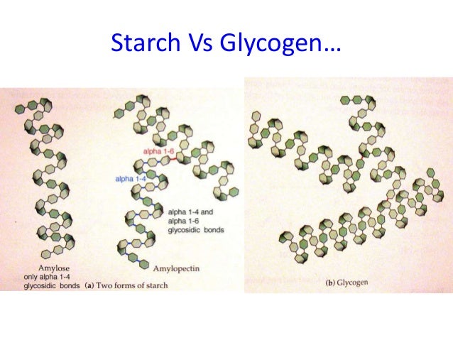Lesson 3 starch, glycogen and cellulose
