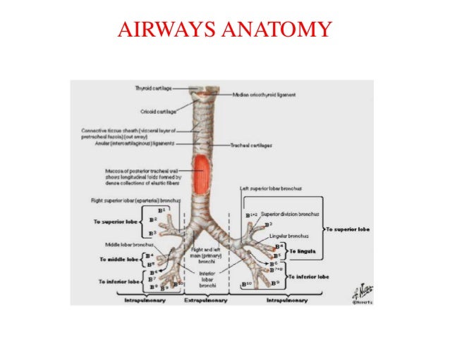 Airways And Lungs