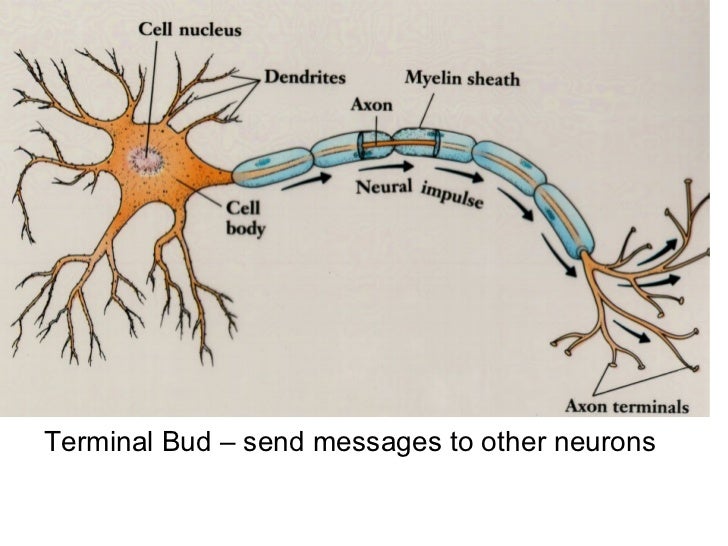 Life Science Chapter 21 The Nervous System