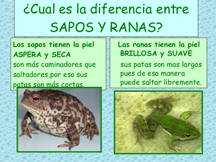 Diferencia entre sapo y rana - Imagui