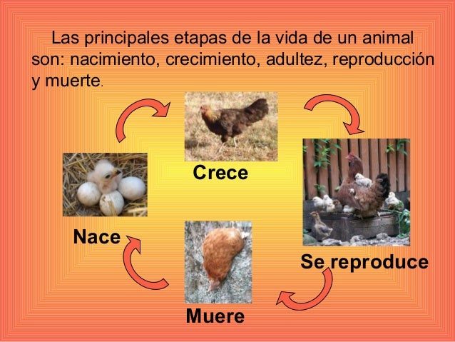Los animales y su ciclo de vida