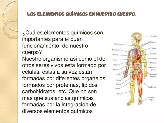 Cuales Elementos Quimicos Son Importantes Para El Cuerpo Humano Images Cuales Elementos Quimicos Son Importantes Para El Cuerpo Humano Images