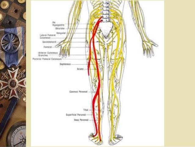 Lumbosacral plexus and Sciatica