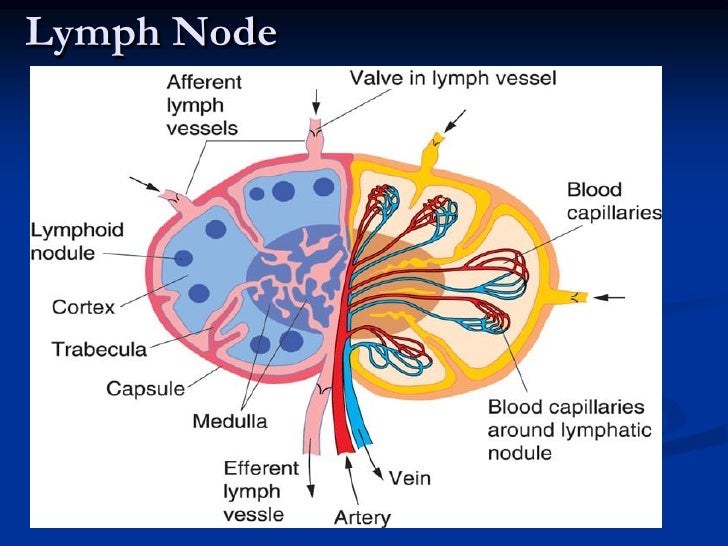 Lymphoid Organs