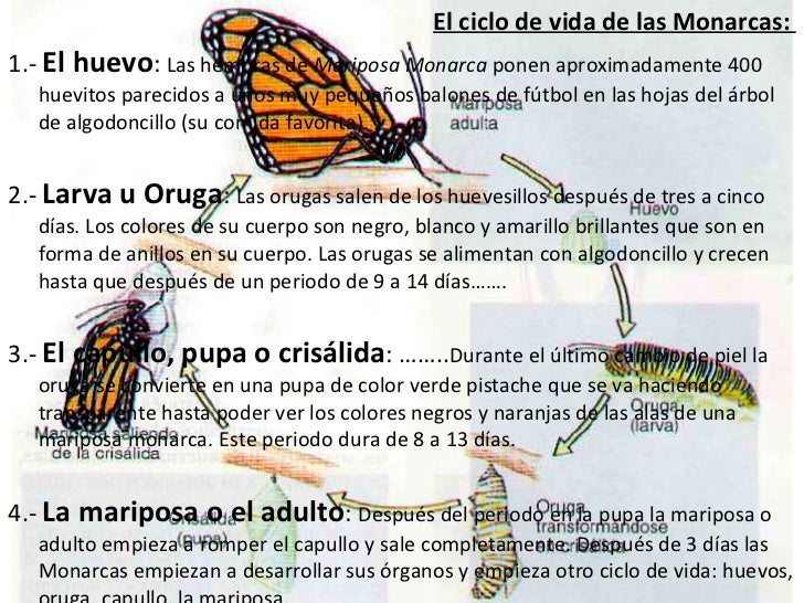 Ciclo de vida de la maripos monarca - Imagui