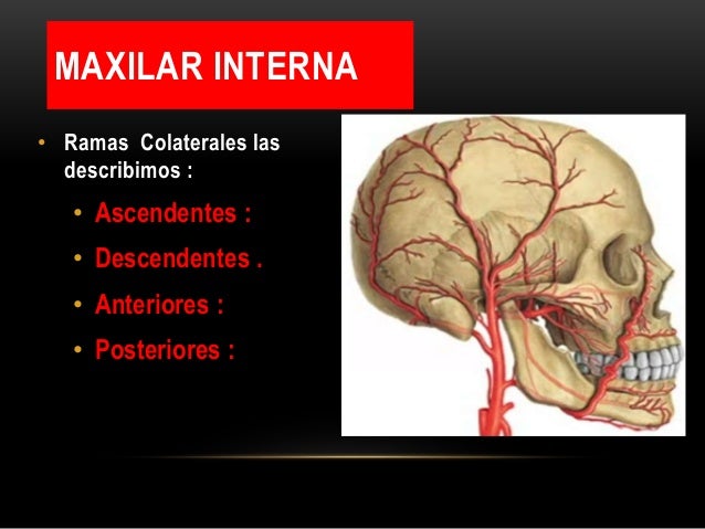 ARTERIA MAXILAR INTERNA