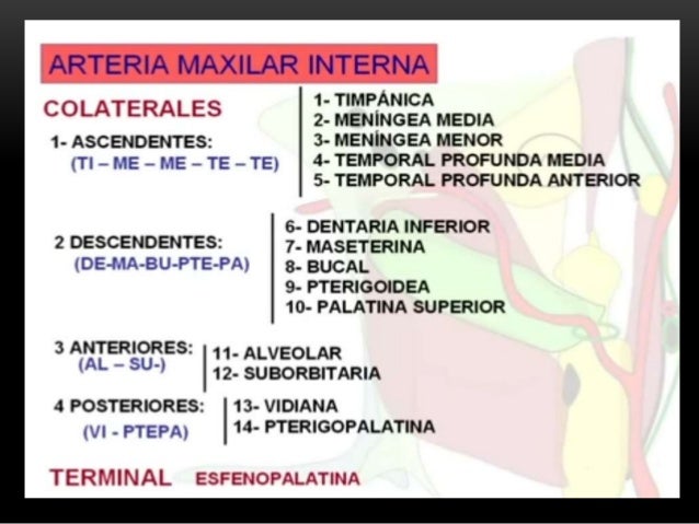 ARTERIA MAXILAR INTERNA