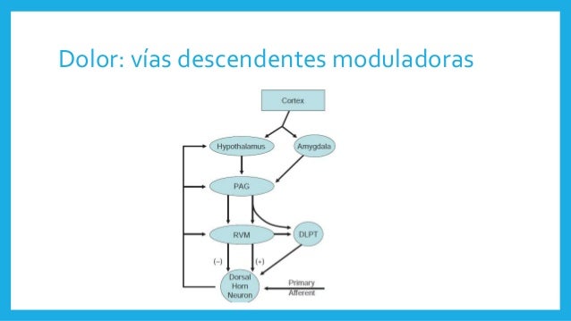 Mecanismos de transmisión y transducción del dolor