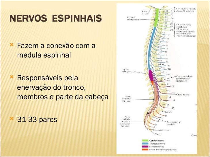 Medula e Nervos Espinhais