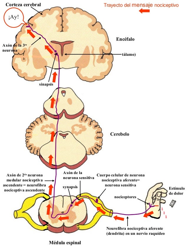 Nociceptores y mensaje nociceptivo (Sensación de dolor). 2013