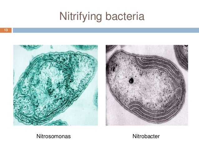 Nitrosomonas Bacteria